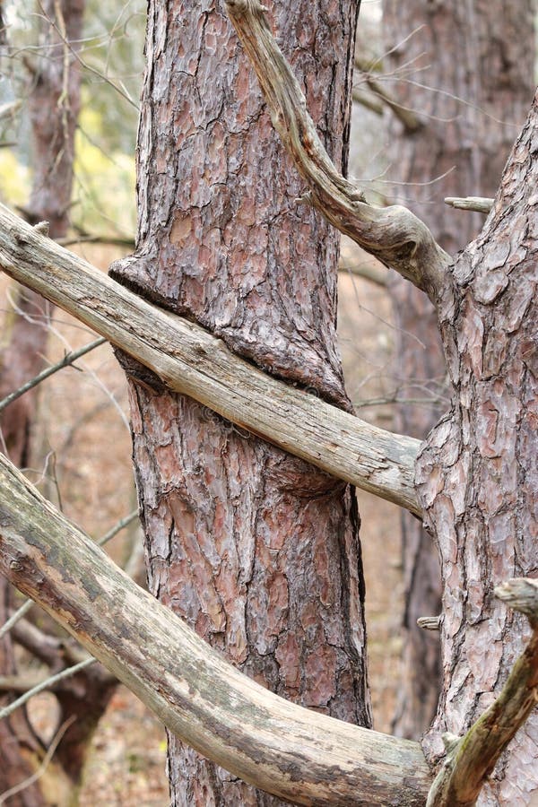 Limb Growing through Tree stock image. Image of forest - 204131221