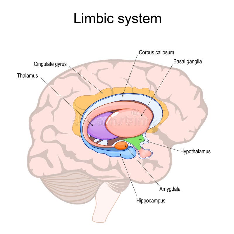 Basal Ganglia Limbic System