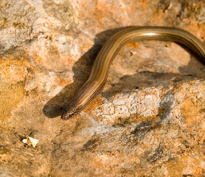 Limbless Skink Ophiomorus Punctatissimus Imagen de archivo - Imagen de ...