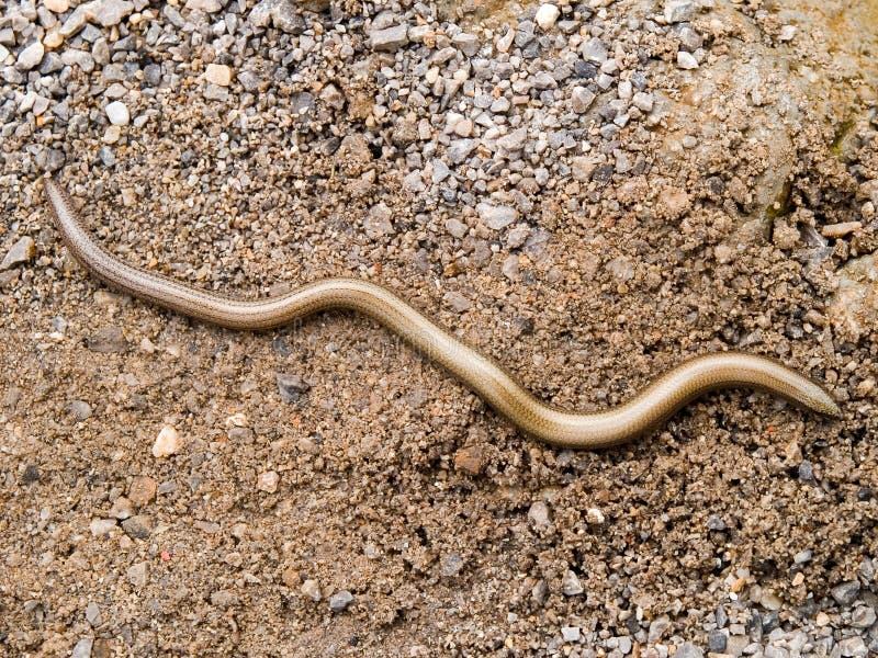 195 Limbless Lizard Stock Photos - Free & Royalty-Free Stock Photos ...