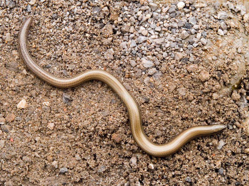 Limbless Skink Ophiomorus Punctatissimus Imagen de archivo - Imagen de ...