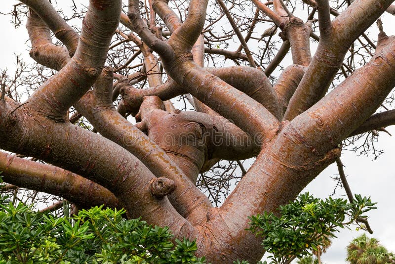 El árbol Del Gumbo-limbo Es Una Planta Medicinal Foto de archivo ...