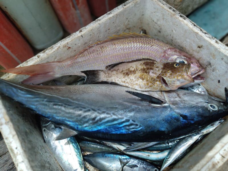 Limbogor Fish, Grouper and Skipjack Fish Stock Image - Image of ...