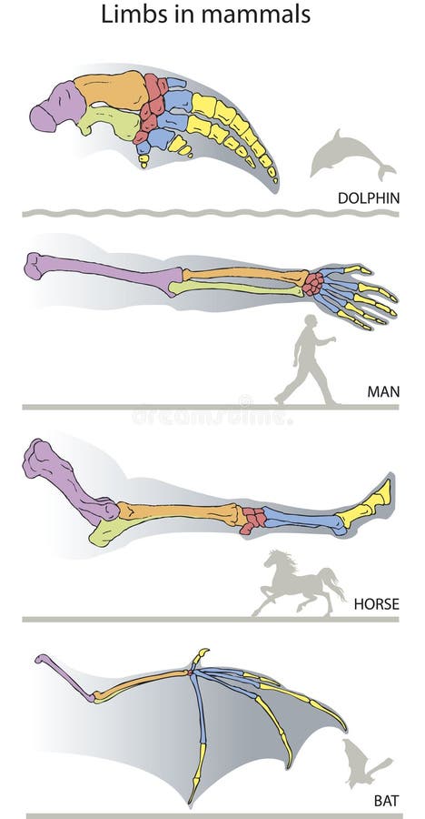 Homologous Structures Examples