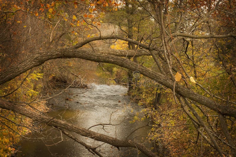 Limbs of a Tree Over a Creek in the Fall. Stock Image - Image of autumn ...