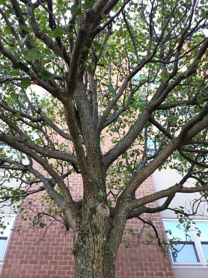 Limbs of a tree stock image. Image of branches, tree - 98609479