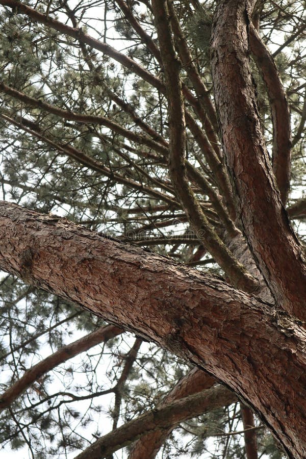 Limbs, zoom stock photo. Image of bark, boughs, skies - 118380128