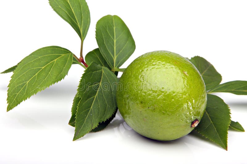 Lime stock image. Image of fruit, halved, ingredient, food - 7675975