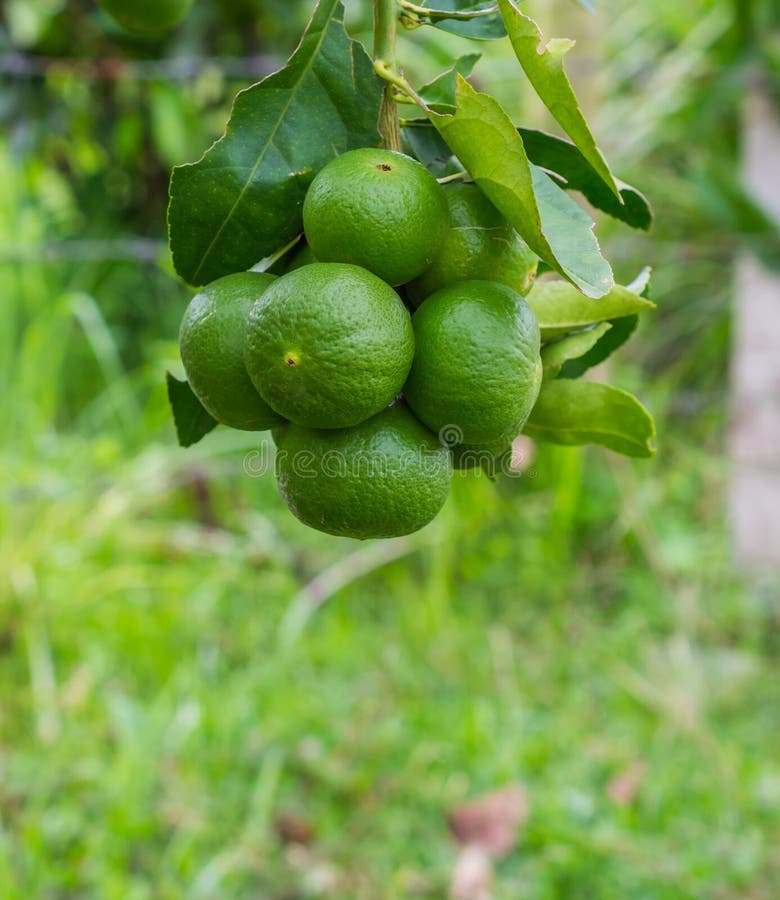 Lime stock image. Image of healthy, focus, crop, diet - 75375239