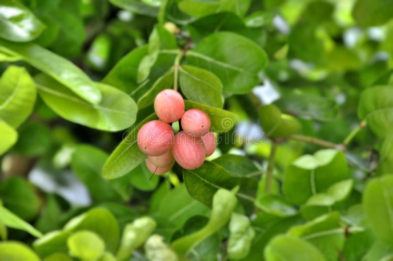 Lime Berry fruit and tree stock image. Image of fruit - 55560243