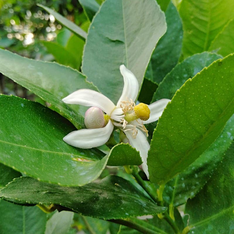 Lime blossom stock photo. Image of blossom, fresh, food - 256523792