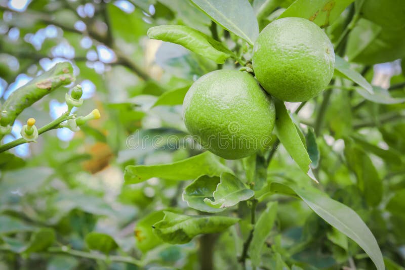 Lime on branch stock image. Image of juicy, healthy, season - 58103413