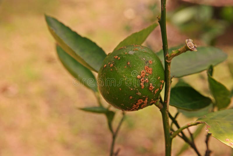 Lime Canker Disease Causes by Bacteria,fruit Canker Stock Photo - Image ...