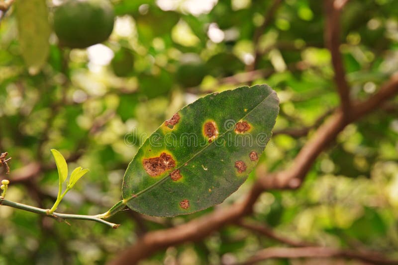 Lime Canker Disease Causes by Bacteria Stock Photo - Image of kaffir ...