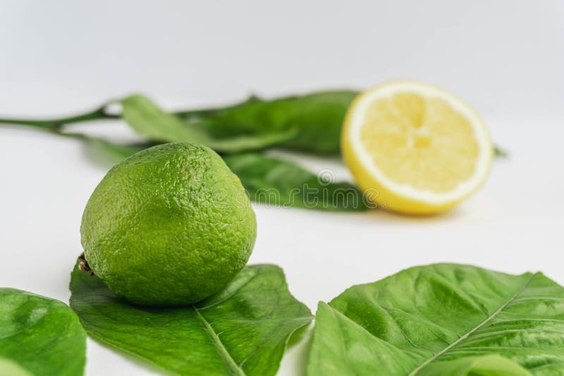 Lime Close Up View with Some Lemon Tree Leaves on the Background and a ...