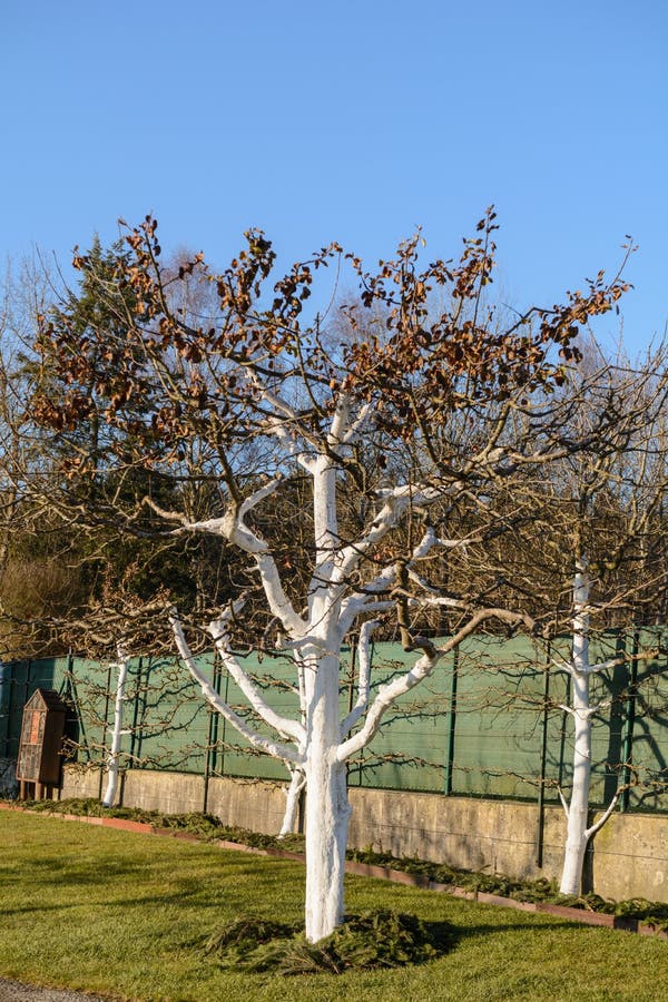 Lime Coating As Protection for Fruit Trees Stock Image - Image of white ...