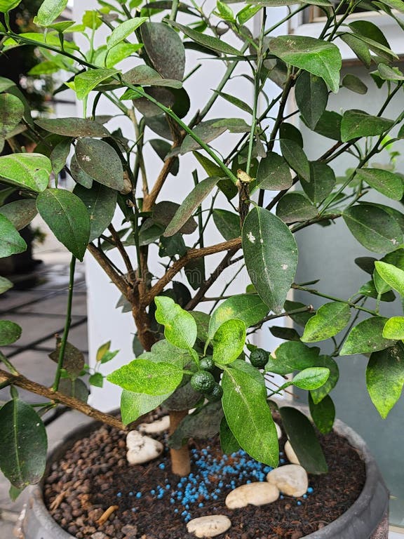 Lime Cytrus from Indonesia stock image. Image of indonesian - 271487643