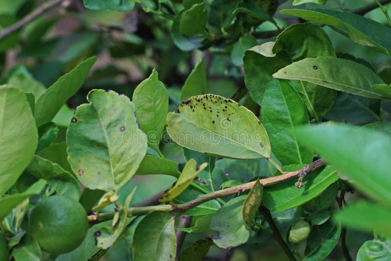 Citrus Melanose Disease on Leaves Stock Image - Image of leavesn, plant ...