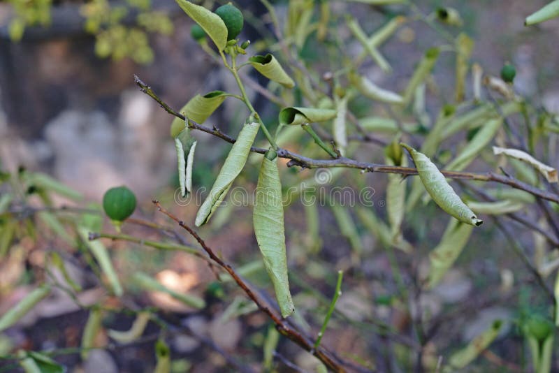 Wilt In Citrus Tree Causes By Root Rot Disease Stock Photo - Image of ...