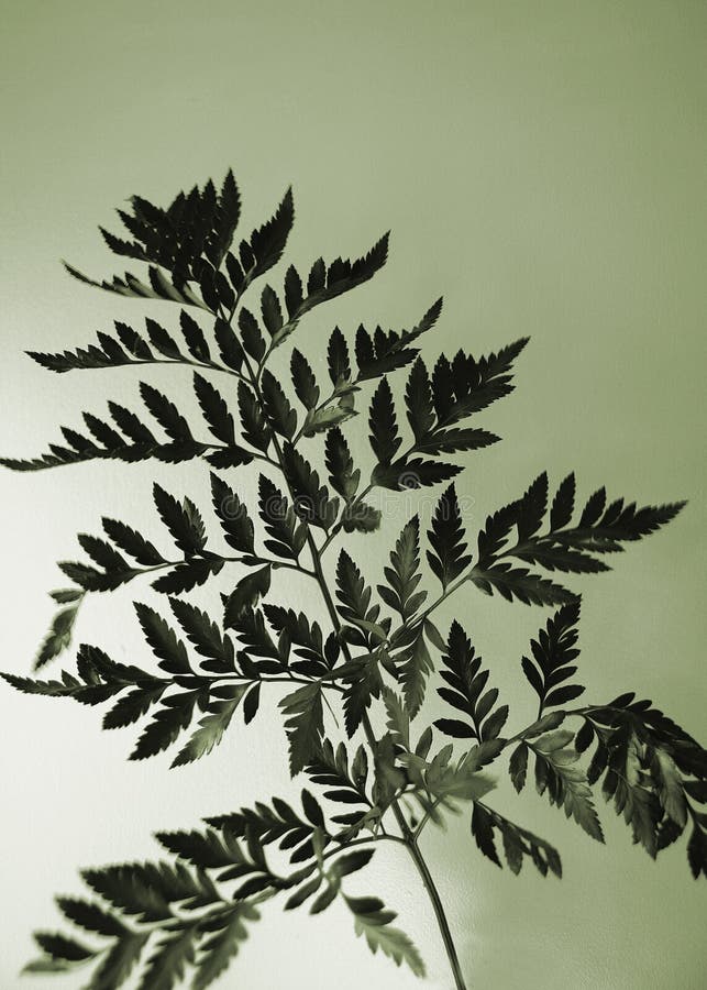 Lime fern stock image. Image of grow, botany, detail, leaves - 492239
