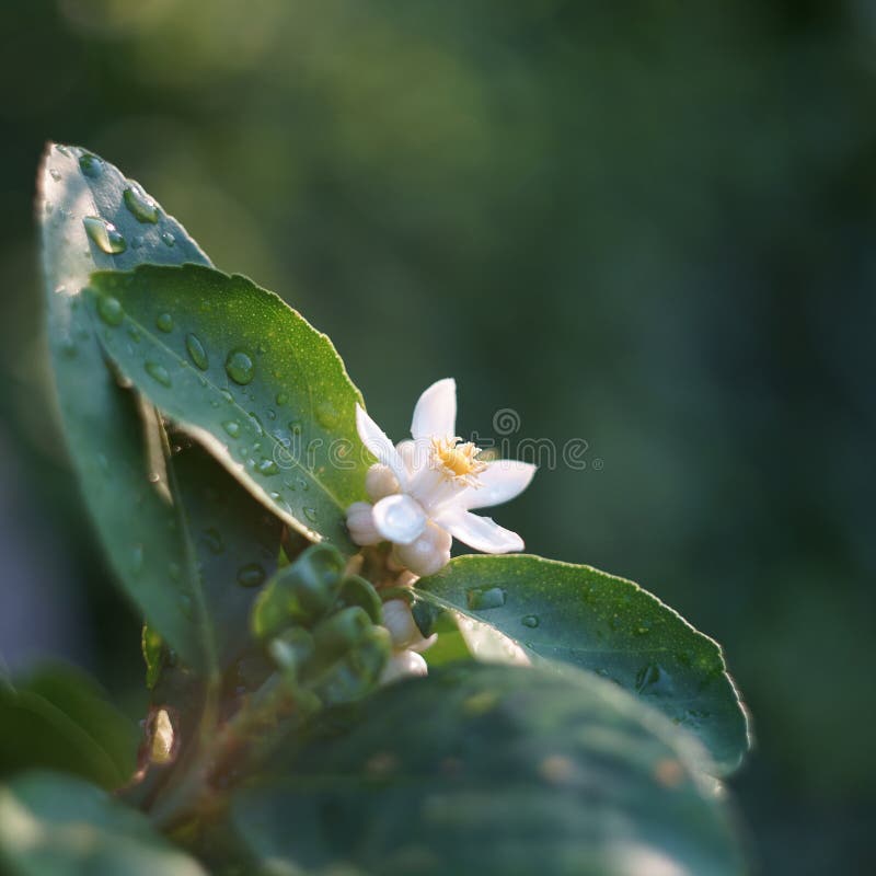Lime Flower Blooming in Nature As Background Stock Image - Image of ...