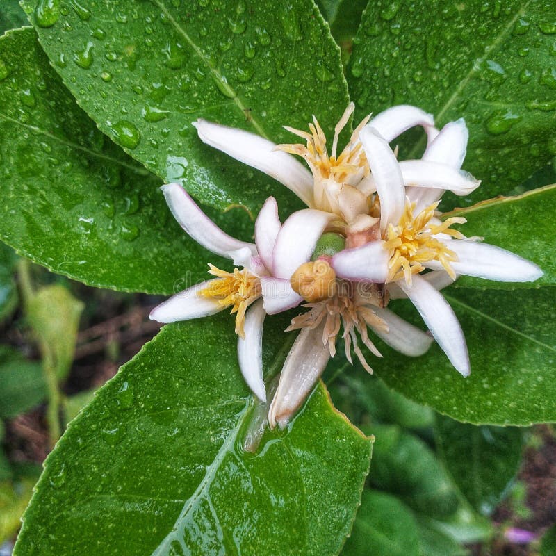 Lime Flower Plant Green Tree Stock Photo - Image of tree, flower: 361843418