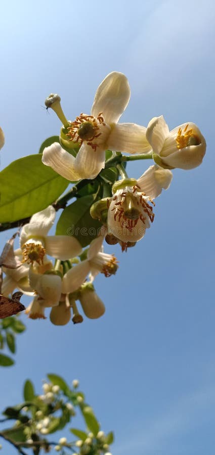 Lime Flower White Blooming on Lime Tree Natural Green Leaf.Background ...