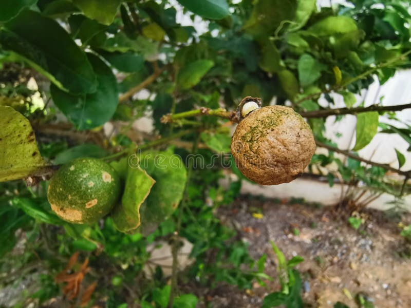 Lime Fruit Damage from Citrus Rust Mite Stock Photo - Image of outdoor ...