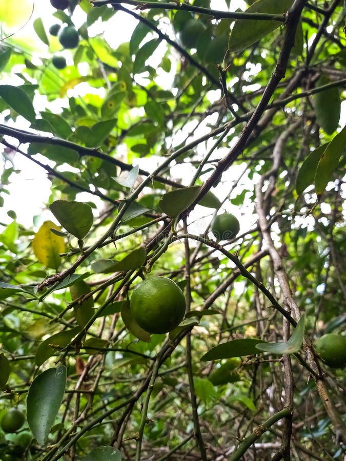 Lime Fruit with Dense and Very Green Leaves Stock Photo - Image of ...