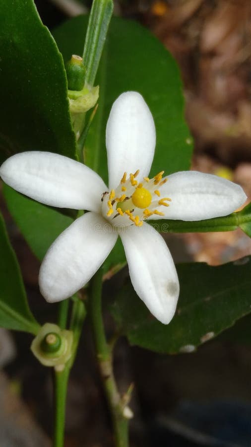 Lime Fruit Flower and the Baby Lime Stock Photo - Image of leaf, plant ...