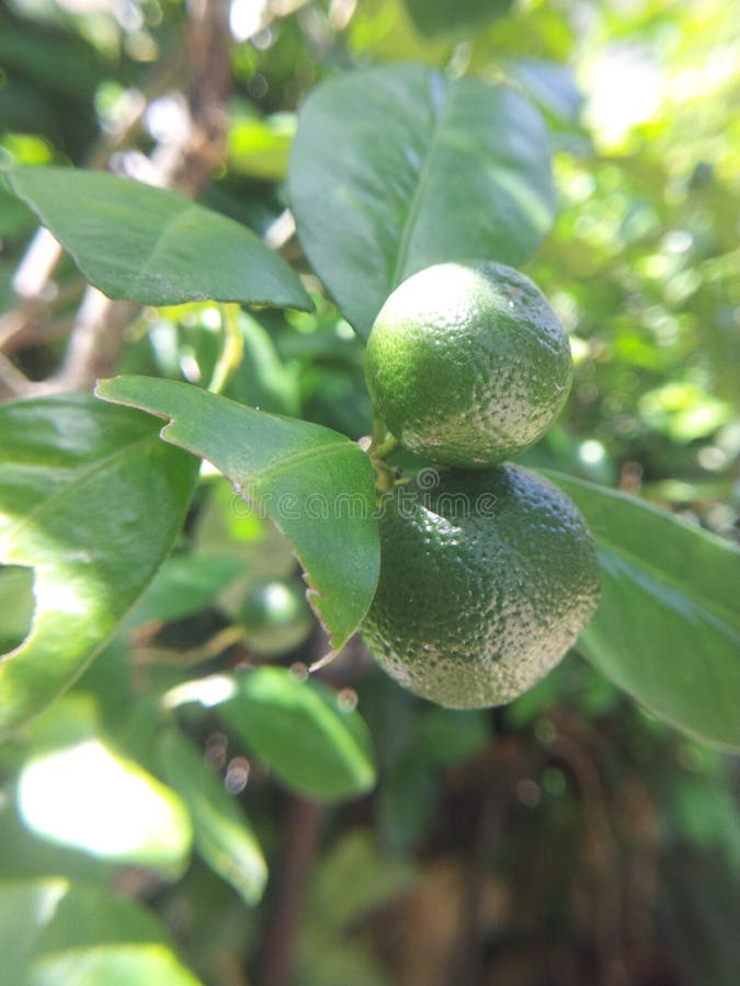 Lime fruit stock image. Image of lime, taste, fruit - 119001715