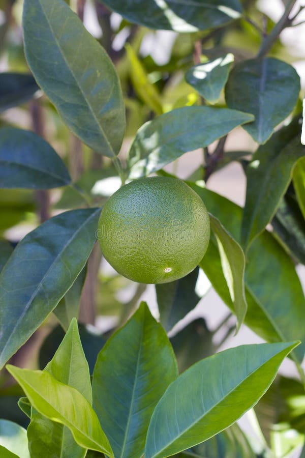 Lime fruit grows on tree stock photo. Image of juice - 117717878