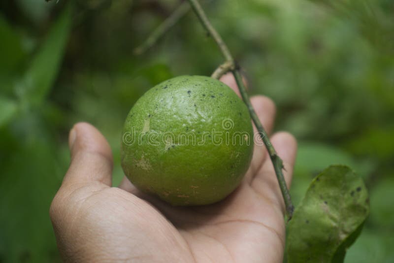 Lime Fruit on Hand in the Garden Stock Image - Image of anime, cartoon ...