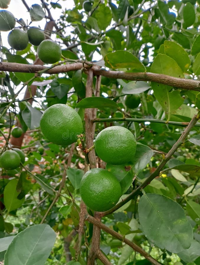 Lime Fruit Has Many Health and Culinary Benefits Stock Photo - Image of ...