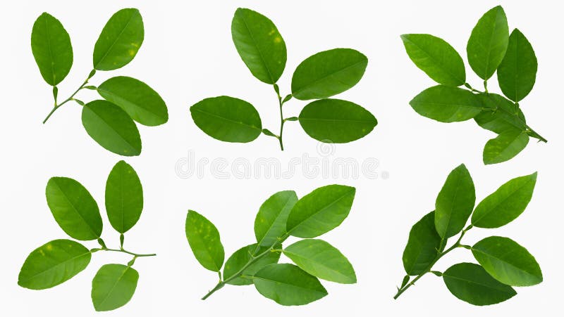 Lime Fruit Leaf Isolated on White Background Stock Photo - Image of ...
