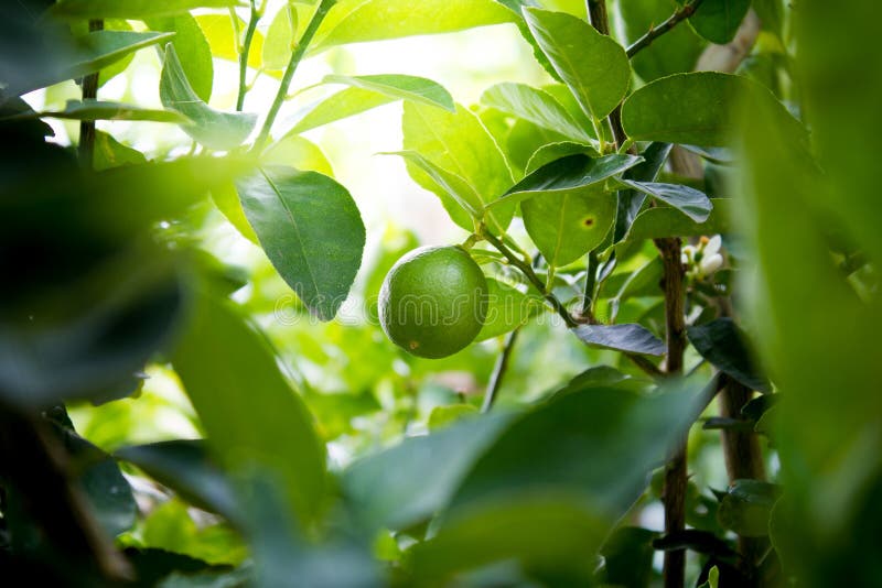 The Lime Fruit, Lime Green Tree Stock Photo - Image of natural ...