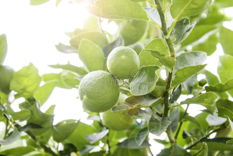 The Lime Fruit, Lime Green Tree Stock Photo - Image of tropical, fresh ...