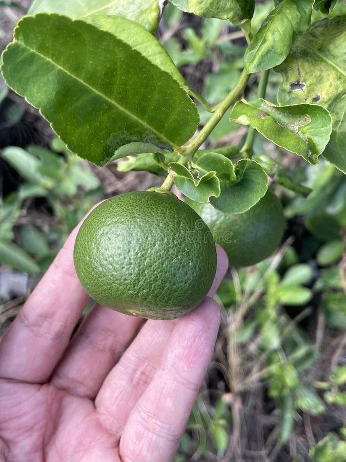 Lime fruit on man hand stock image. Image of plant, lime - 289115721