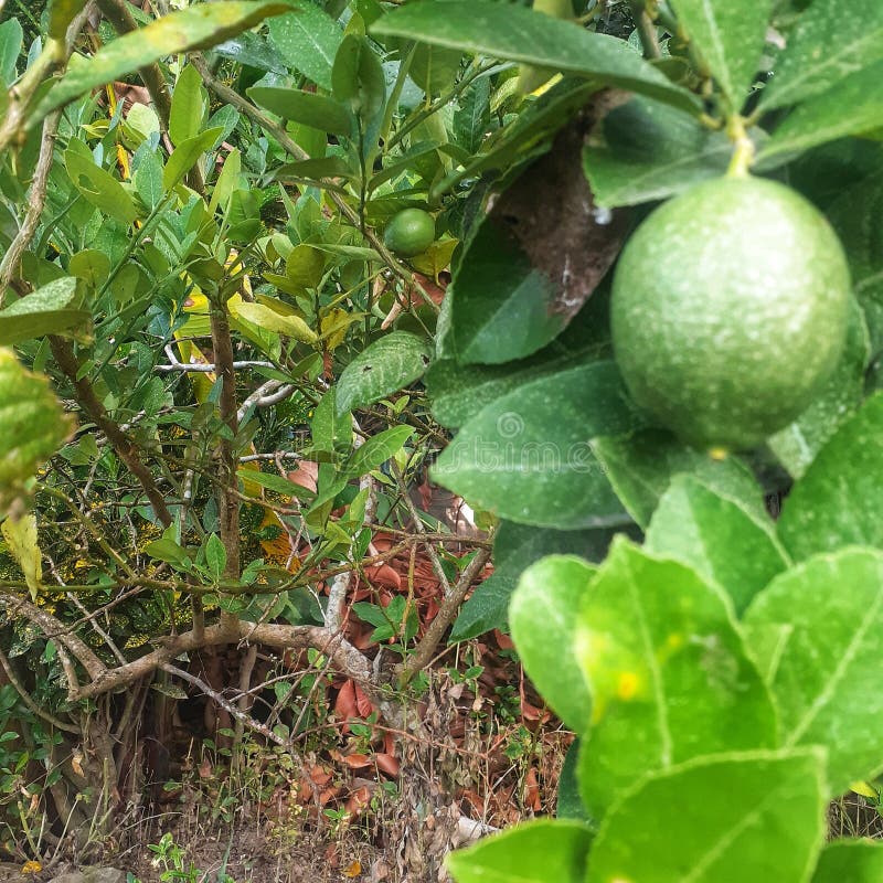 Lime Fruit Plant Green Tree Stock Photo - Image of green, plant: 361090178
