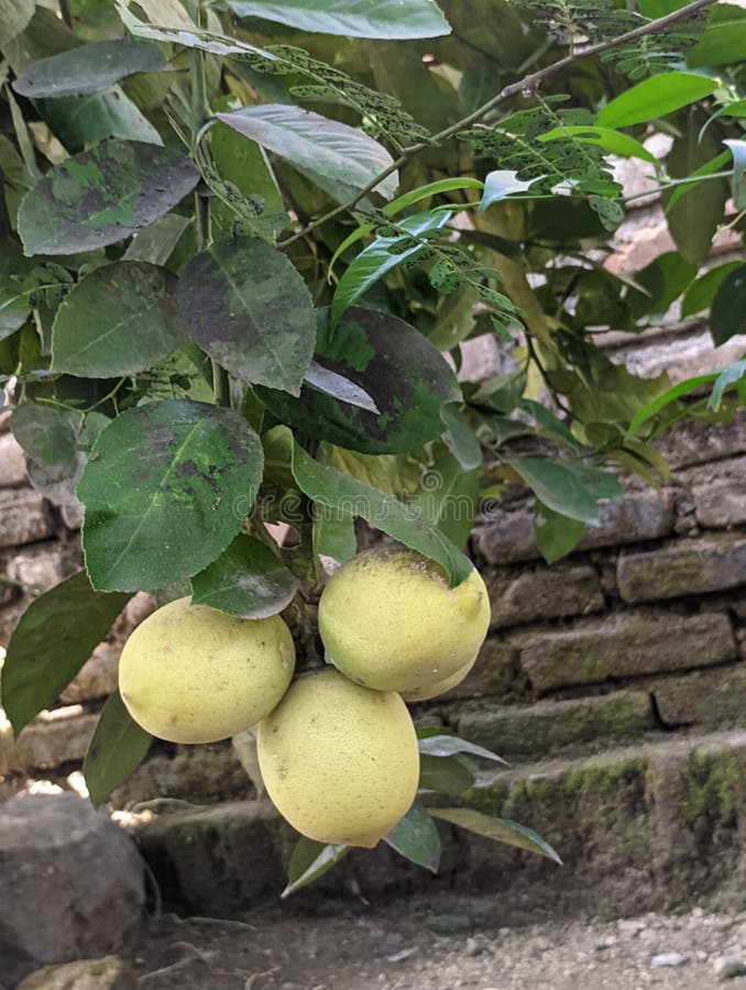 Lime Fruit with a Ripe Yellow Color Stock Photo - Image of jungle ...