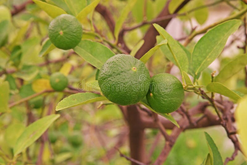 Lime fruit set stock photo. Image of juicy, food, closeup - 98086862