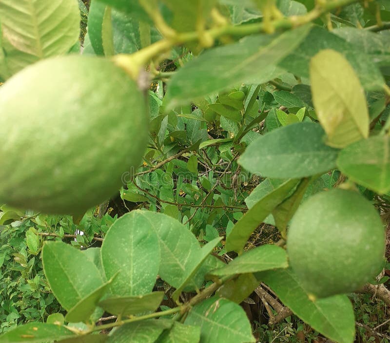 Lime fruit tree stock image. Image of leaf, natur, fruit - 359750567