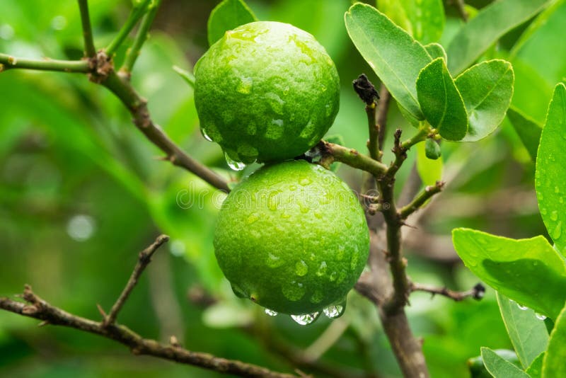 Lime Fruit on Tree stock image. Image of fruit, healthy - 153683559