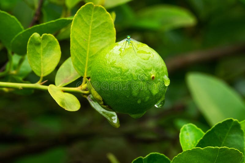 Lime Fruit on Tree stock photo. Image of citrus, juicy - 153683594