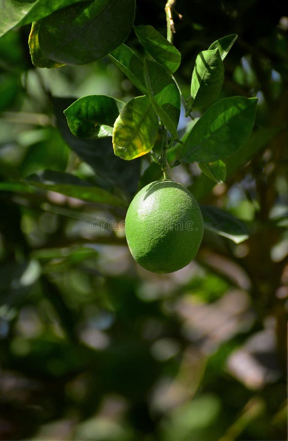 Lime Fruit Tree stock photo. Image of branch, hanging - 138092294
