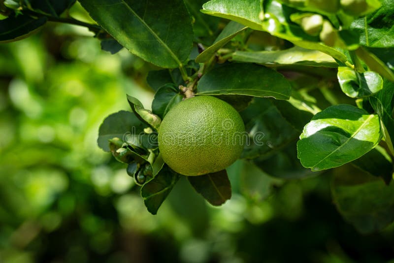 Lime Fruit on Tree stock photo. Image of food, healthy - 227037592