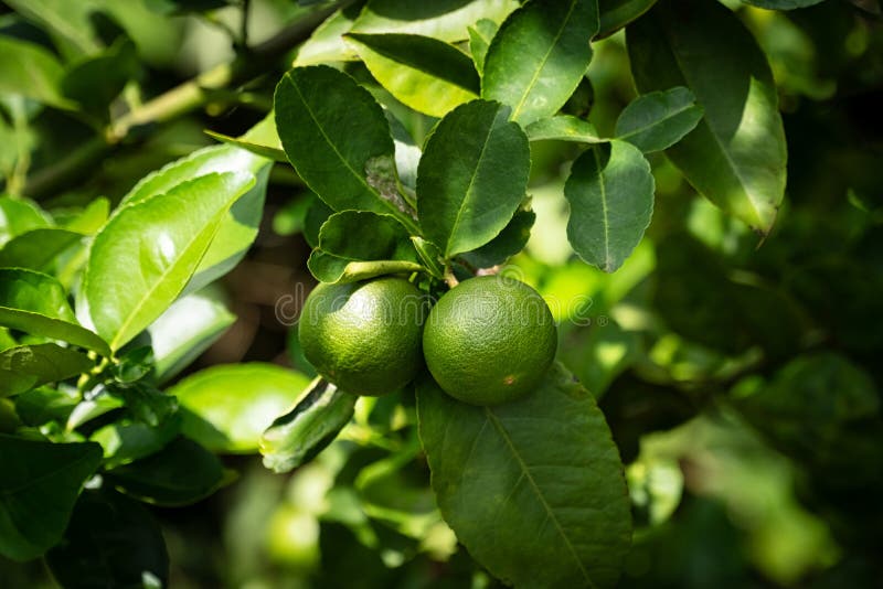 Lime Fruit on Tree stock image. Image of lime, healthy - 227037667