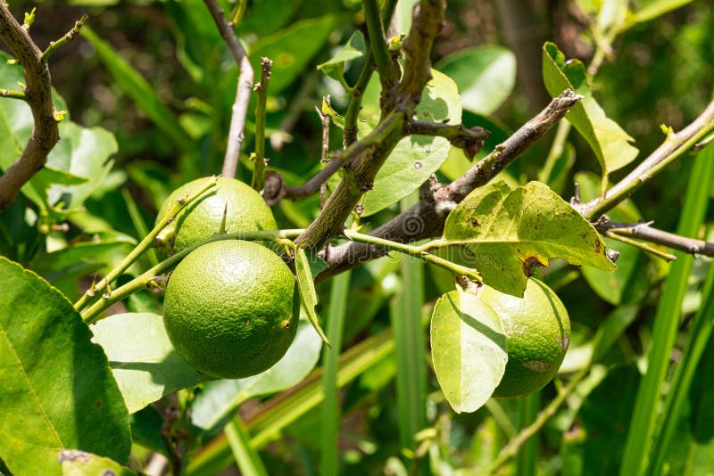 Lime Fruit on Tree stock photo. Image of branch, growth - 224891192