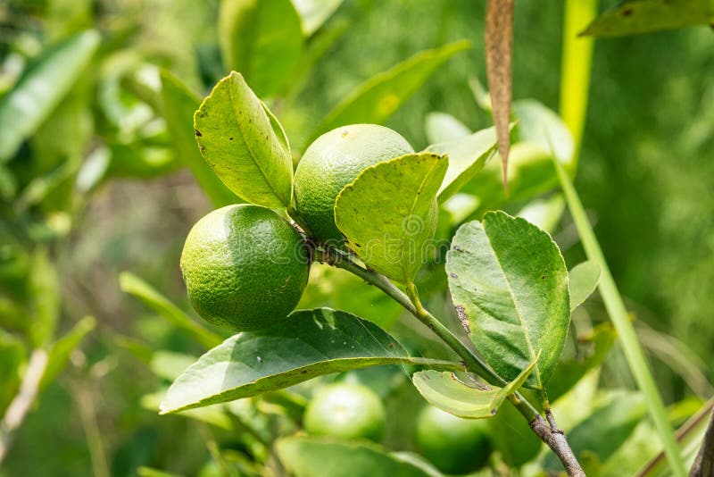 Lime Fruit on Tree stock photo. Image of growth, fruit - 224891212