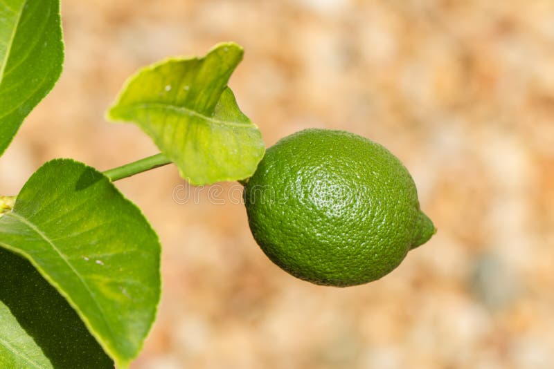 Lime Fruit on a Tree in the Sunshine Stock Image - Image of sunshine ...